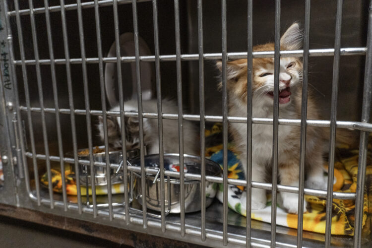 Humane Society of the Ohio Valley asks for help as overcrowding ...